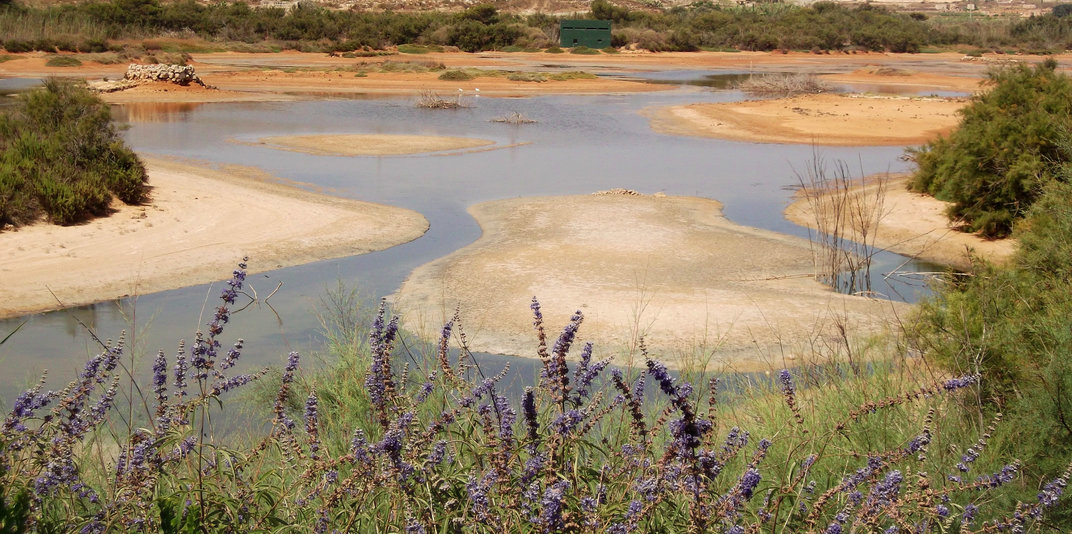 Għadira Nature Reserve - BirdLife Malta