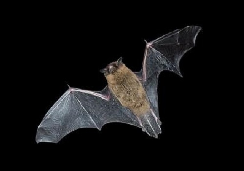 Events - BirdLife Malta