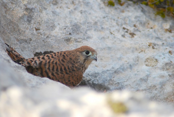 Kestrels return to breed in Malta | BirdLife Malta
