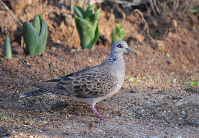Turtle Doves now a threatened species worldwide | BirdLife Malta