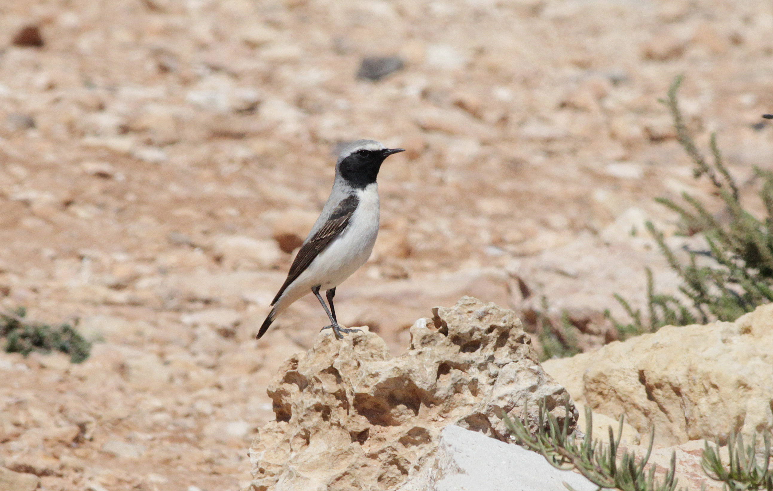 Rare birds herald spring migration season : BirdLife Malta