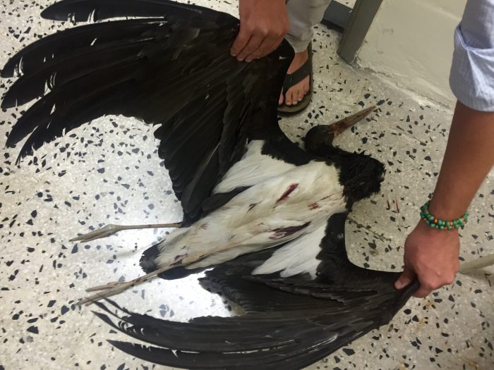 BirdLife Malta calls on the Prime Minister to suspend the autumn ...