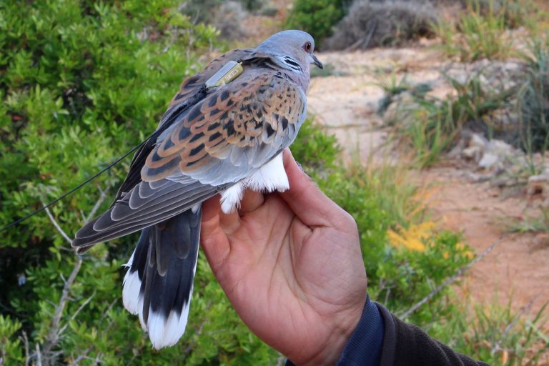 Satellite tracking of migratory Turtle-doves | BirdLife Malta