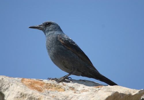 Appreciating, protecting and understanding local breeding bird species ...