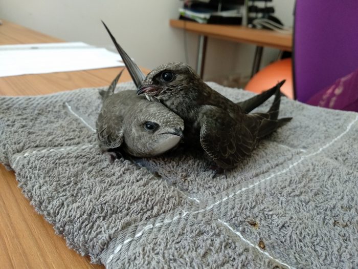 Public support helps save swift fledglings with record number ...
