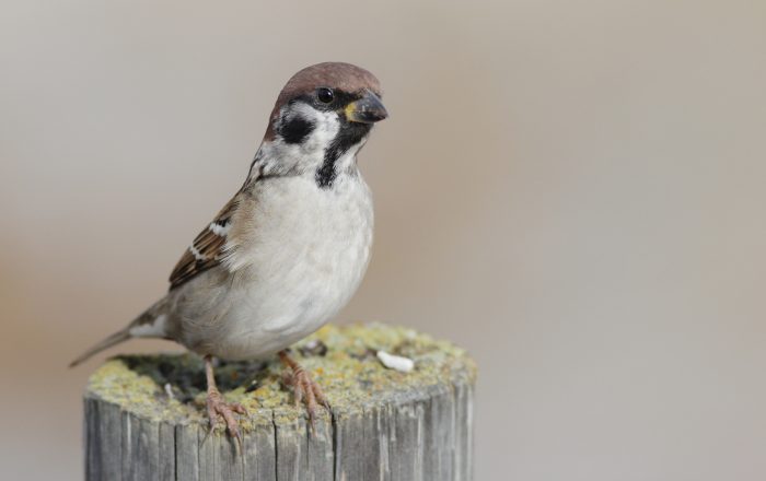 Appreciating, protecting and understanding local breeding bird species ...