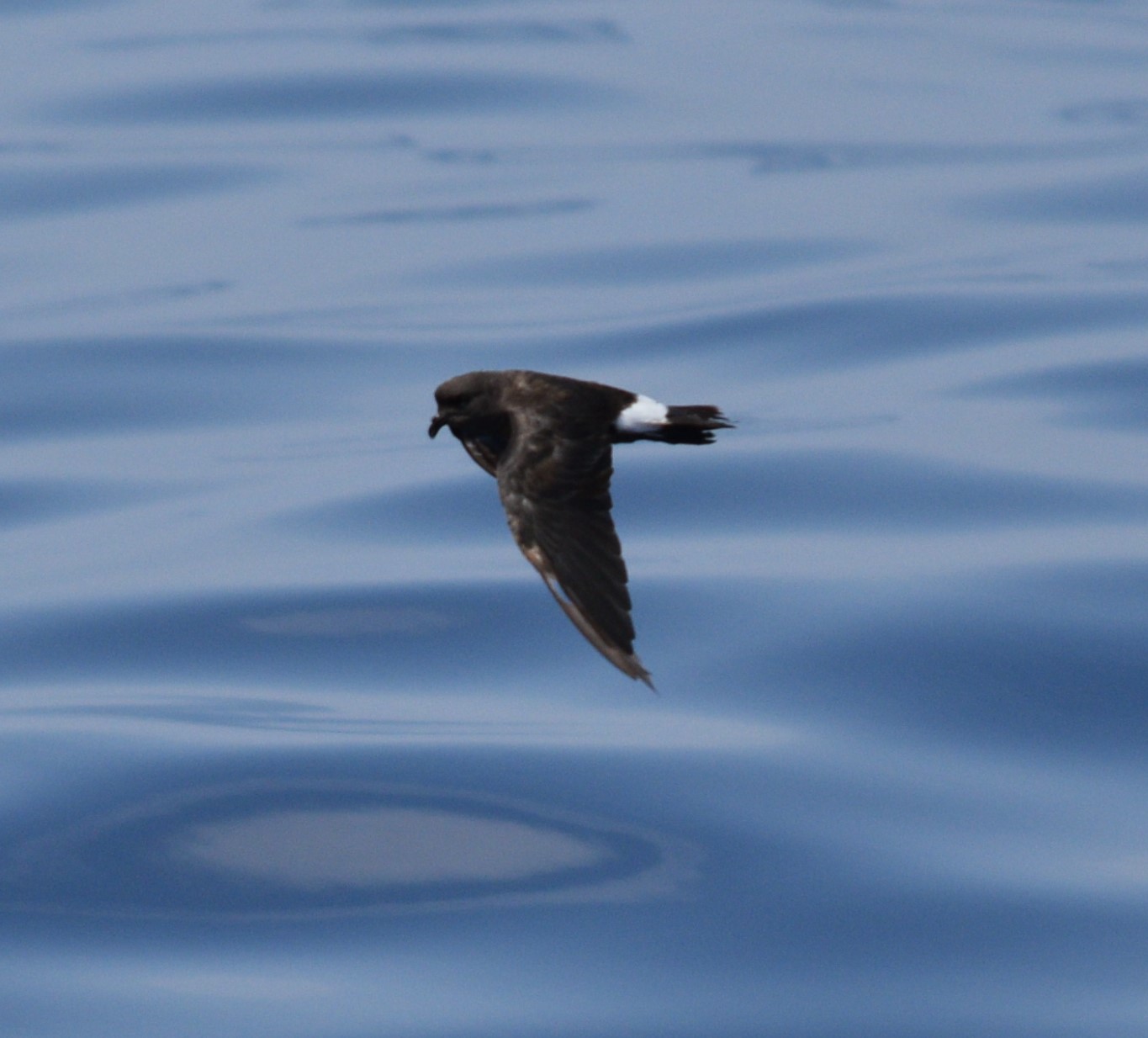 Findings on Malta’s breeding seabirds by two successive BirdLife Malta ...