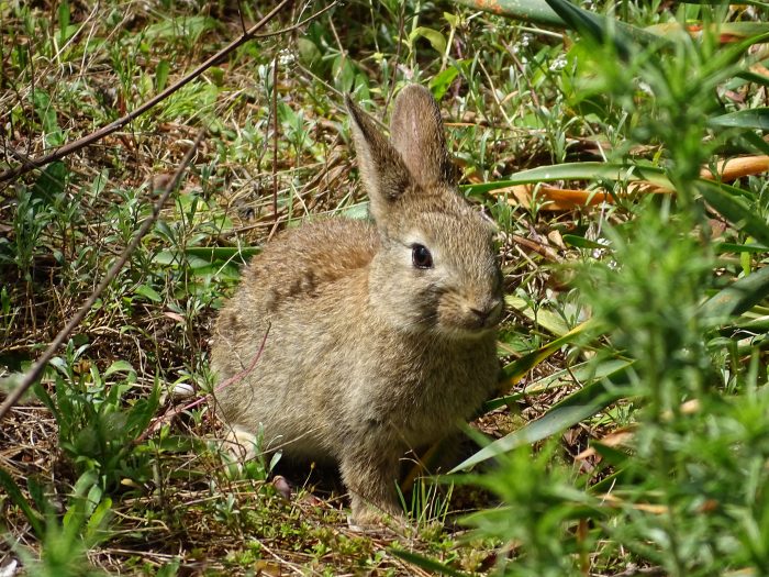 Hunters now practically granted nine out of twelve months to hunt ...