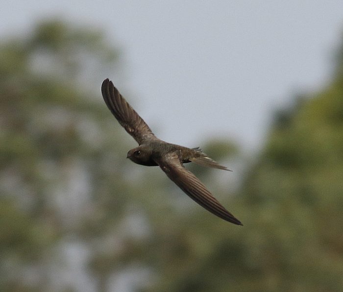 APUS Swift Project | BirdLife Malta