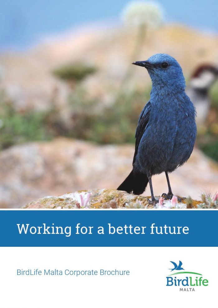 Partnerships : BirdLife Malta