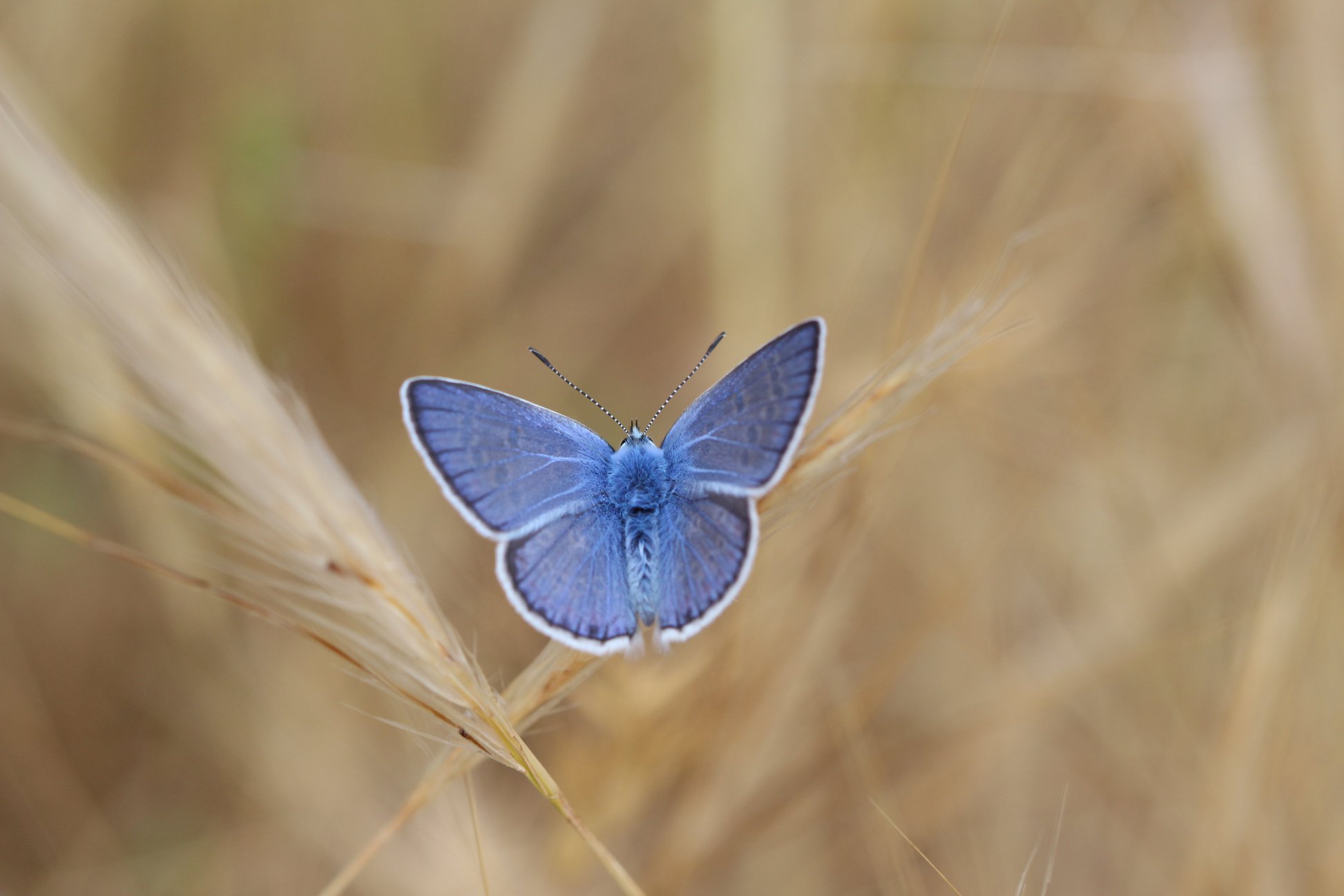 Rangers: who are they? - BirdLife Malta