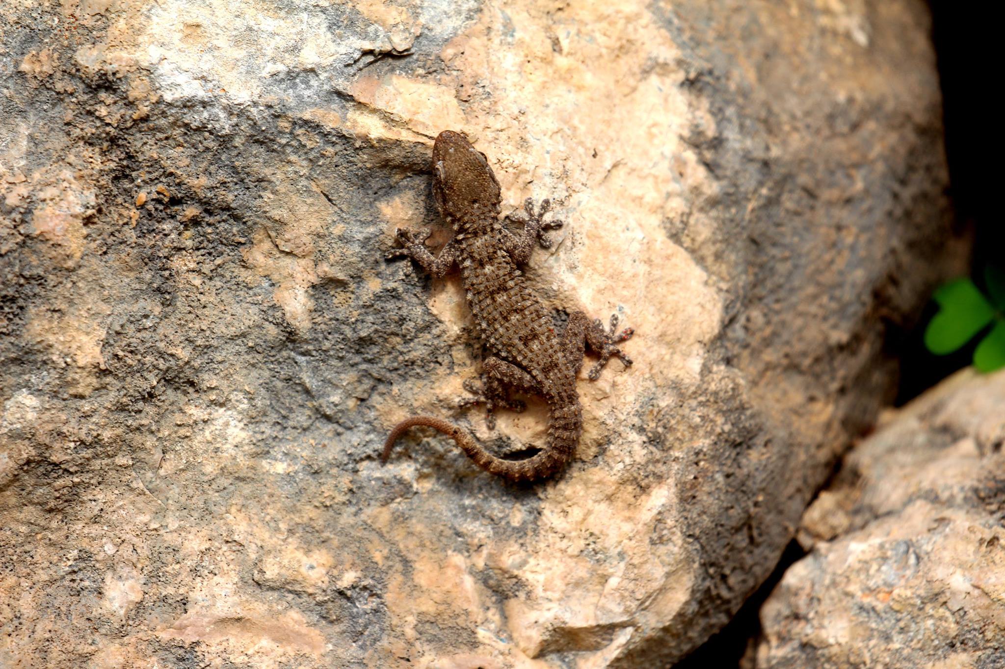 Rangers: who are they? - BirdLife Malta