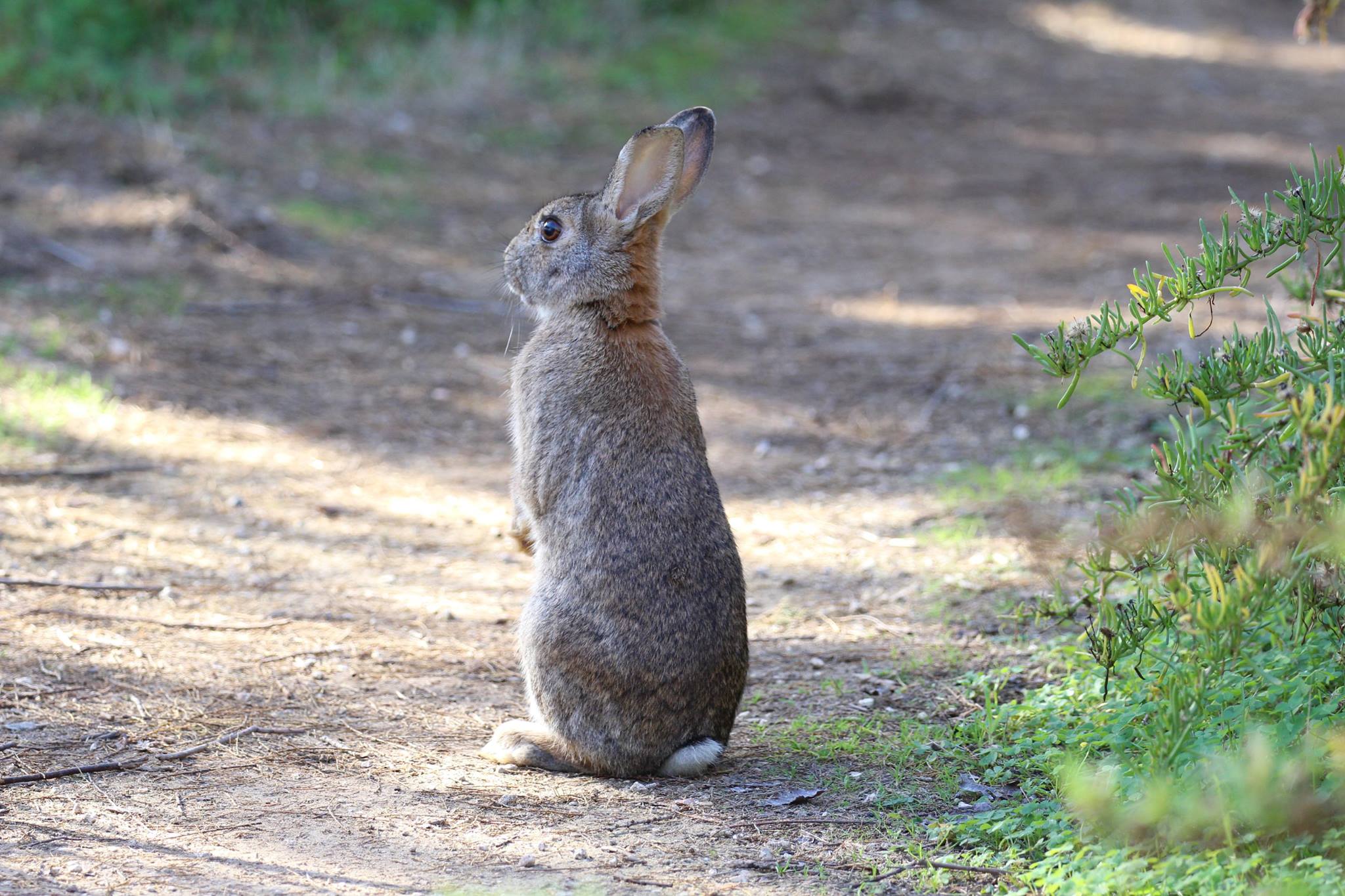 Rangers: who are they? - BirdLife Malta