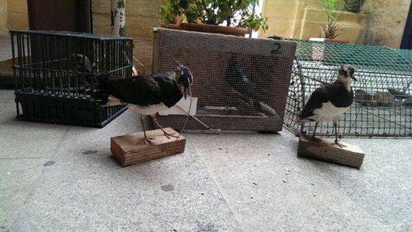 Trapping | BirdLife Malta