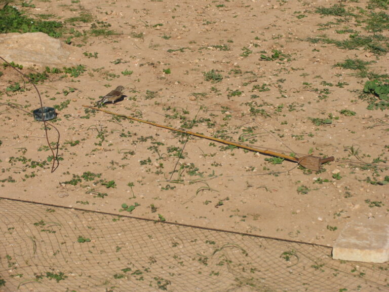 Trapping | BirdLife Malta