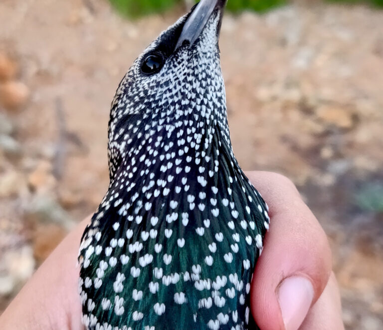Comino autumn 2019 bird ringing season: over 1,400 birds of 33 species ...