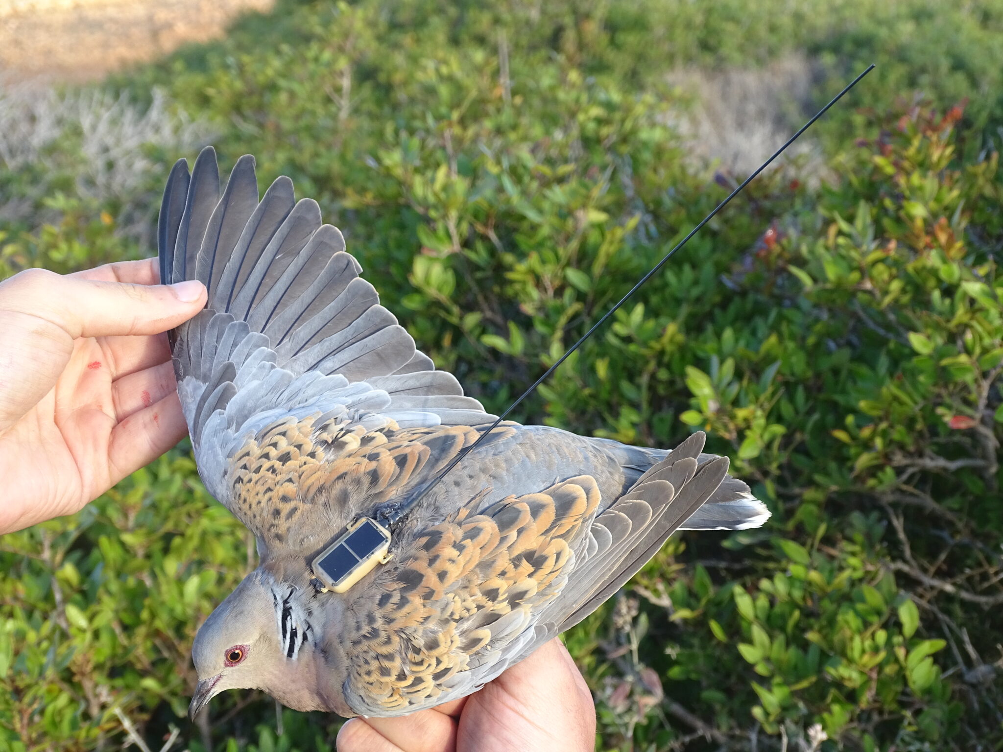 Satellite tracking of migratory Turtle-doves | BirdLife Malta