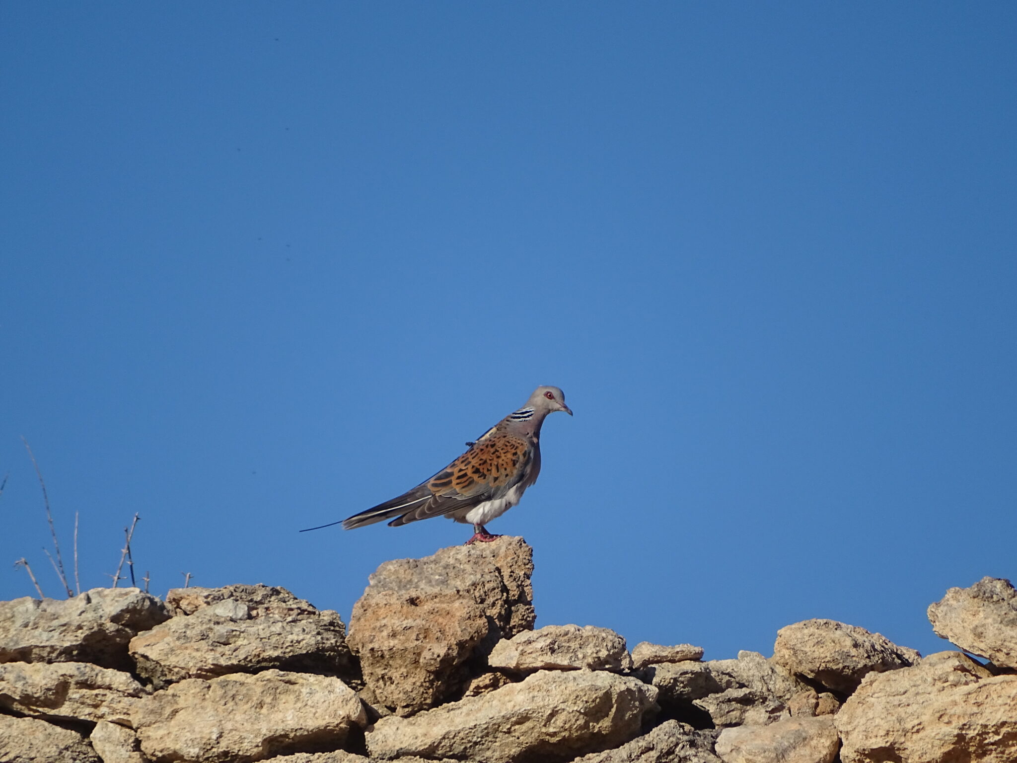 Satellite tracking of migratory Turtle-doves | BirdLife Malta