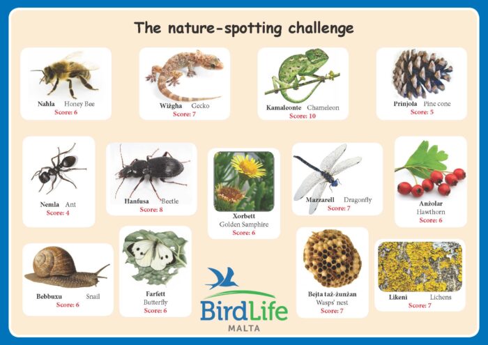 Resources - BirdLife Malta