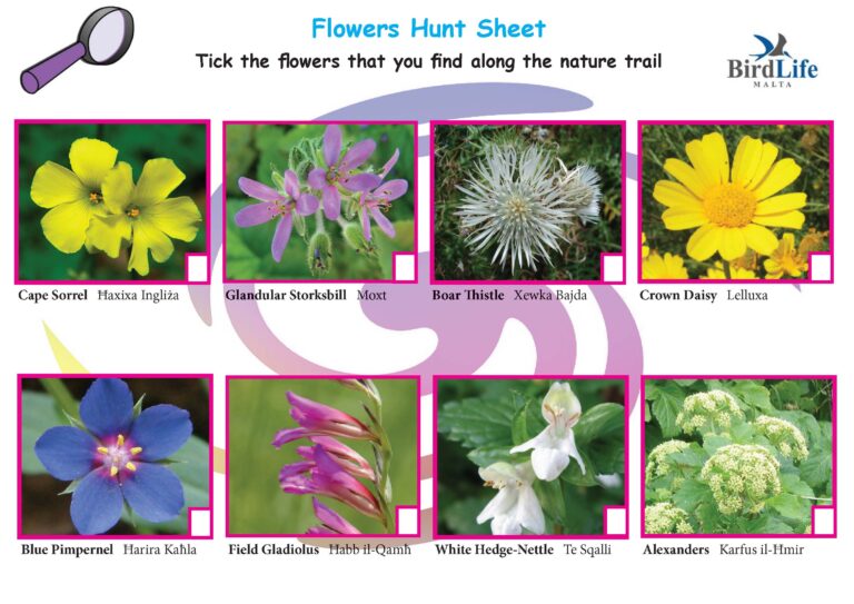 Resources - BirdLife Malta