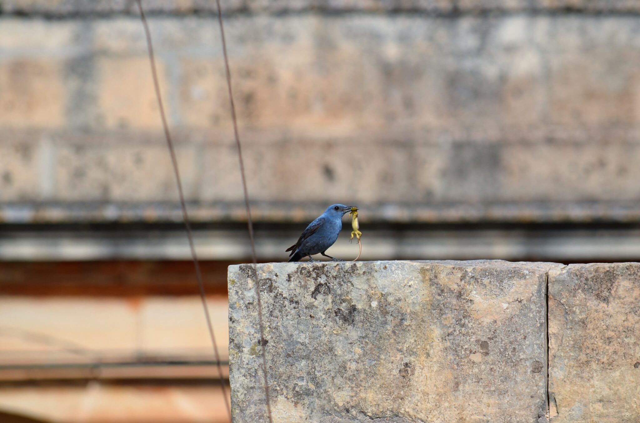 Birds of Malta photo competition - CLOSED | BirdLife Malta