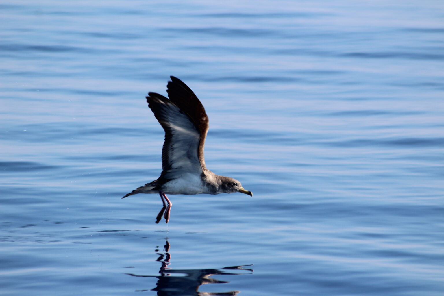 Birds of Malta photo competition - CLOSED | BirdLife Malta