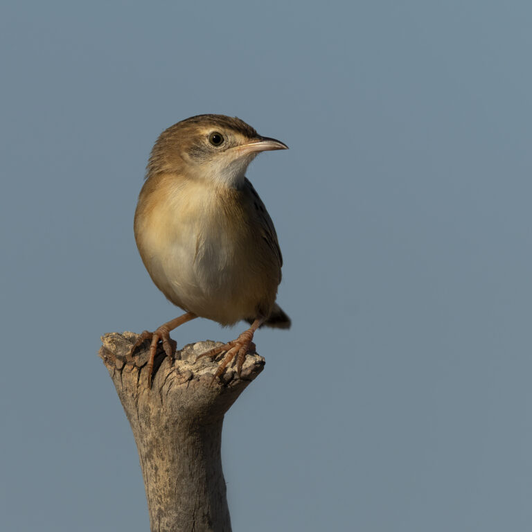 Birds of Malta photo competition - CLOSED | BirdLife Malta
