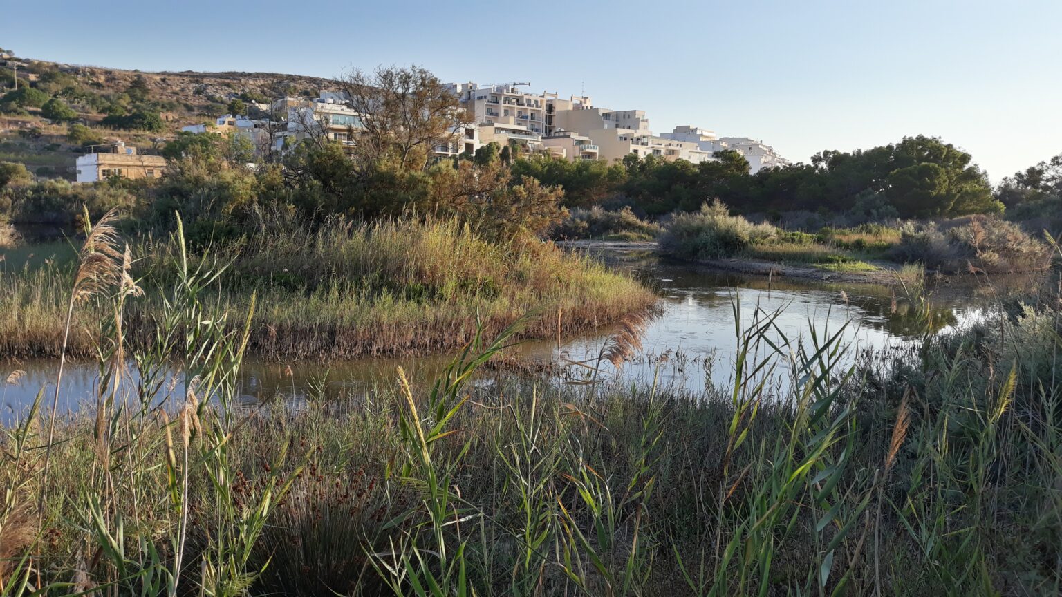 Simar Nature Reserve | BirdLife Malta