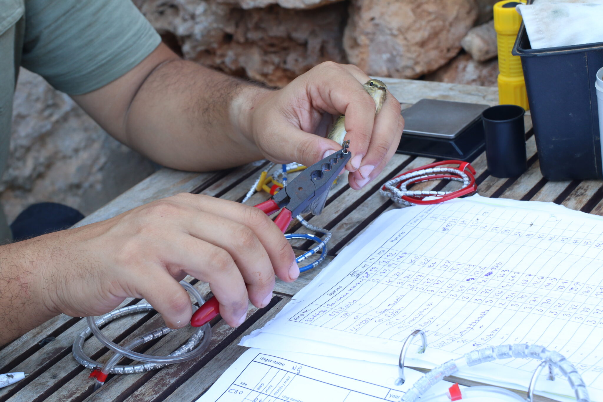 Bird Ringing - BirdLife Malta