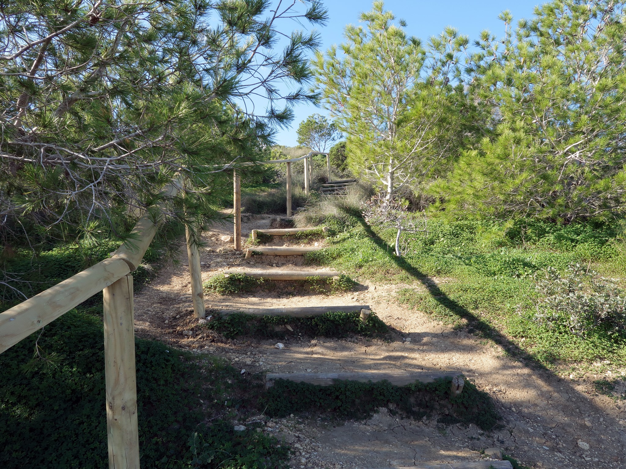 Foresta 2000 | BirdLife Malta