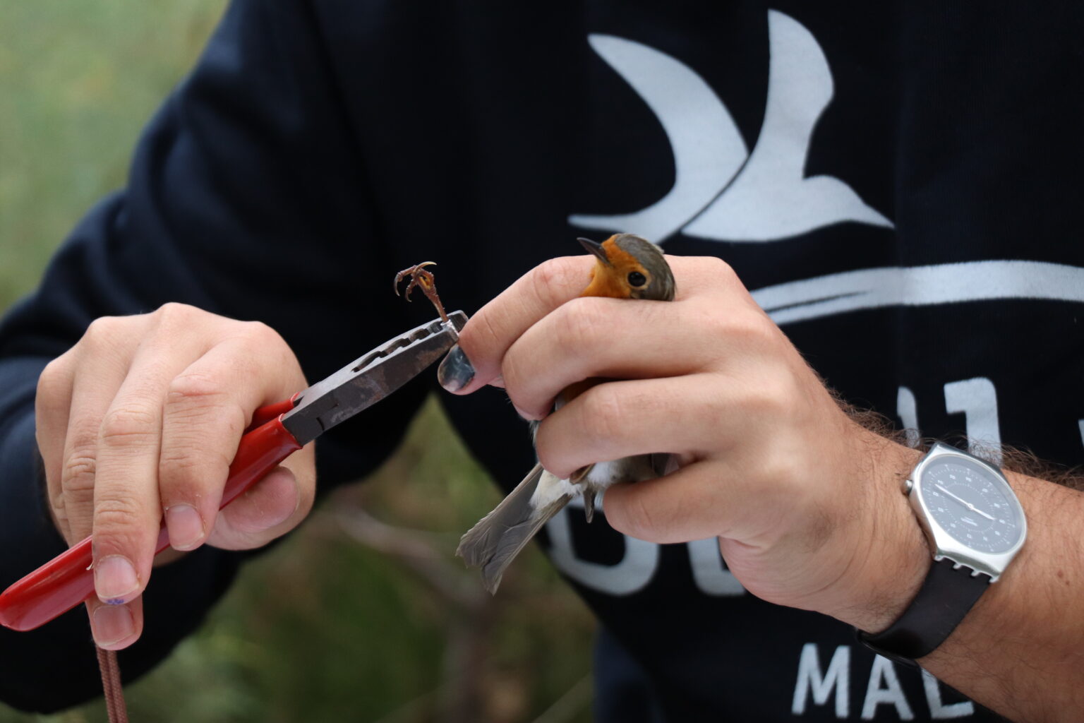 Bird Ringing - BirdLife Malta