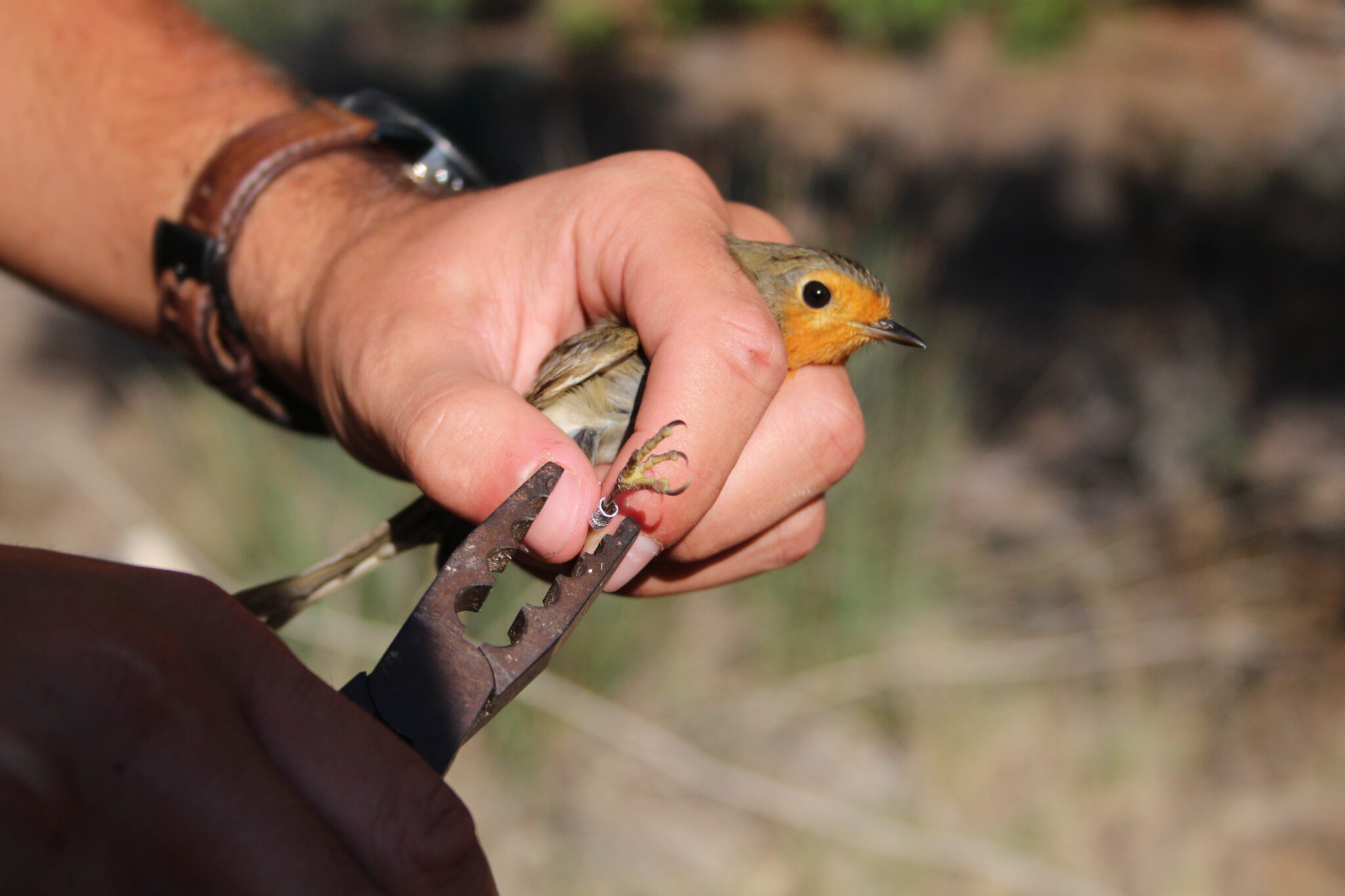 Bird Ringing - BirdLife Malta
