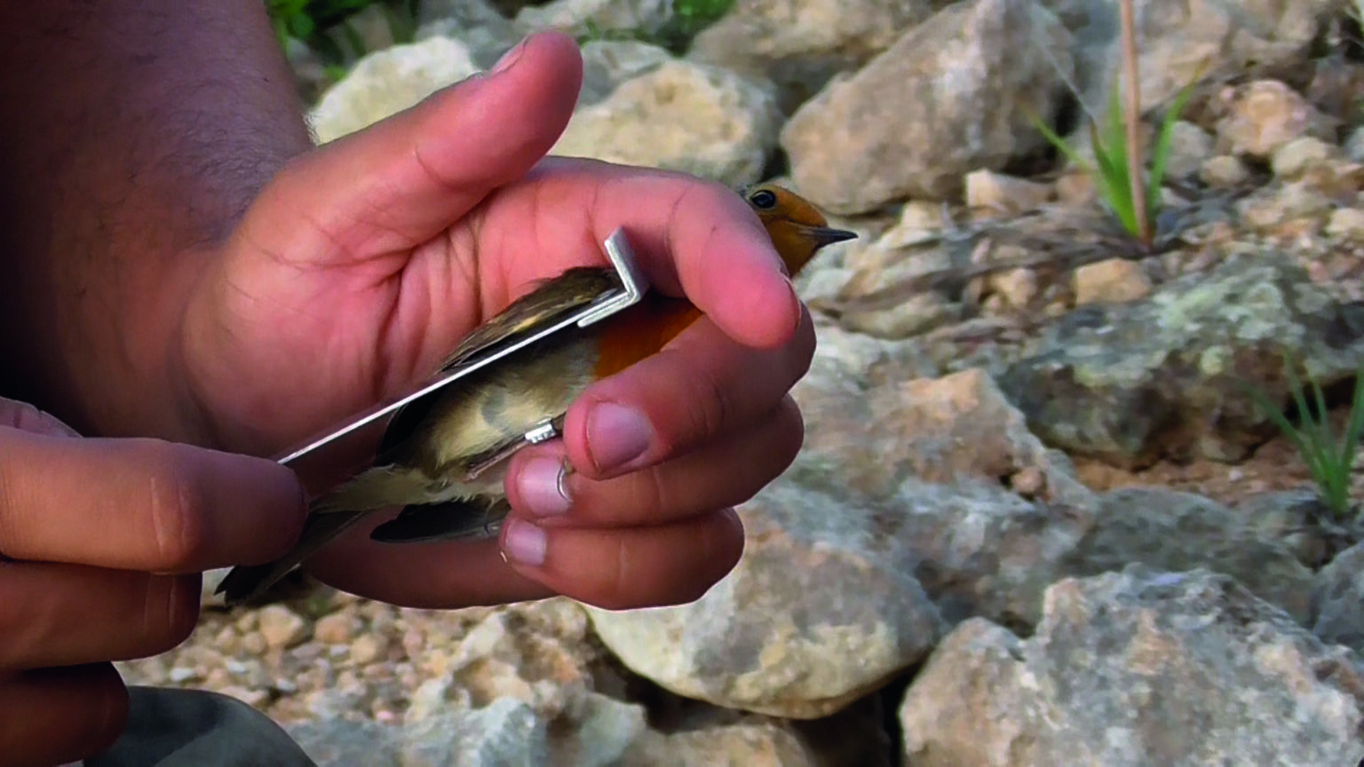 Bird Ringing - BirdLife Malta