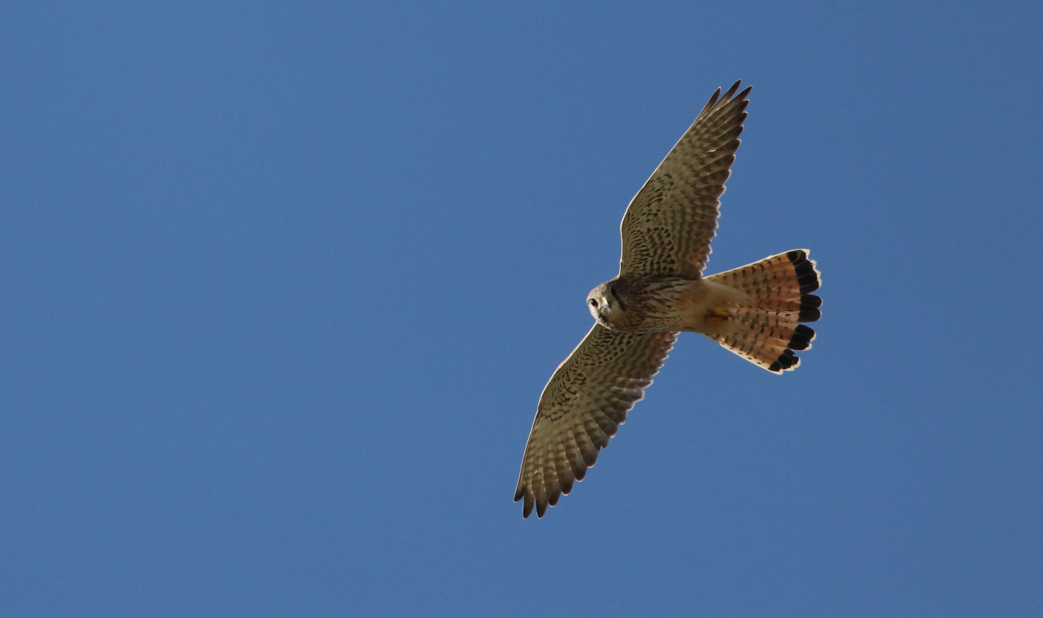 Birds are #onthemove again! : BirdLife Malta