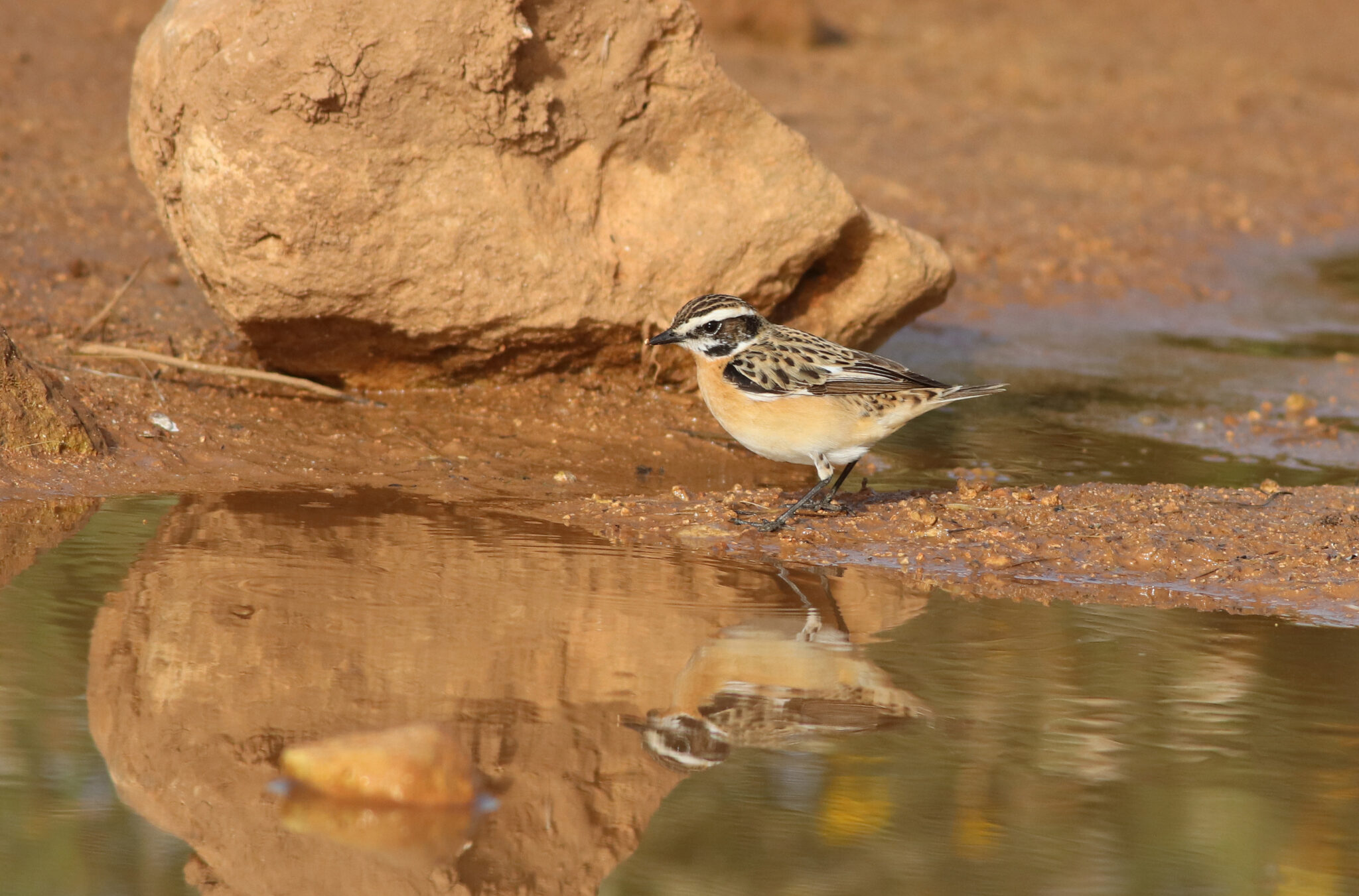 Birds are #onthemove again! | BirdLife Malta