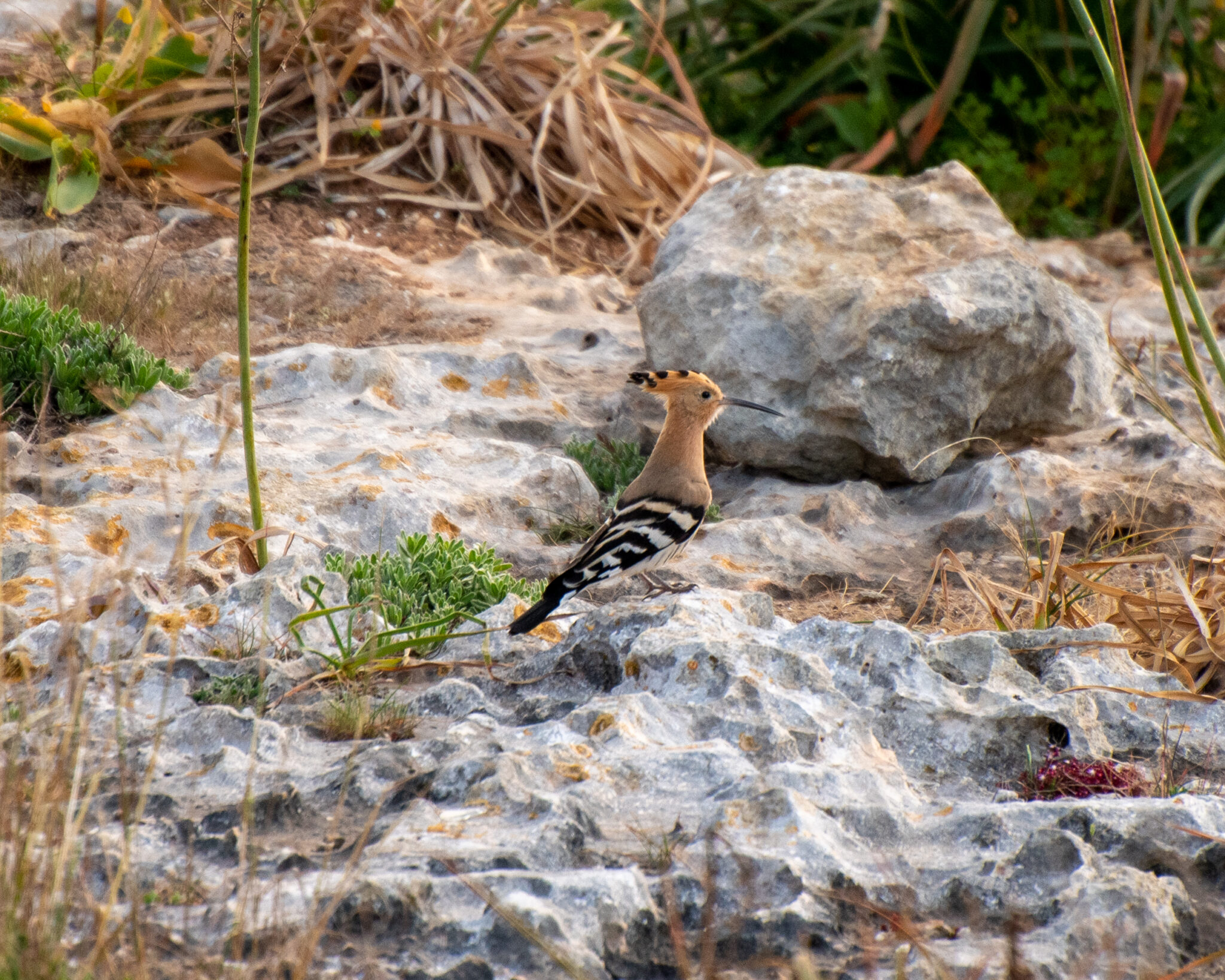 Spring bird migration in the Maltese Islands | BirdLife Malta