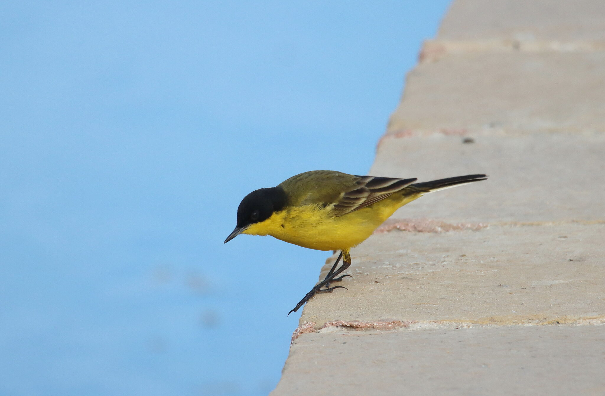 Spring bird migration in the Maltese Islands | BirdLife Malta