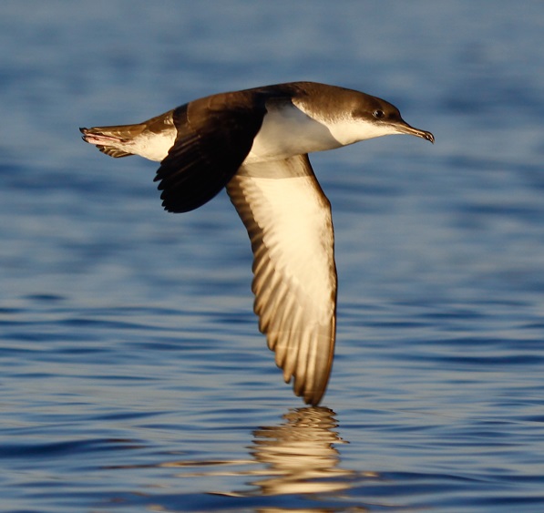 Malta withNature2020 | BirdLife Malta