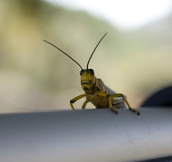 Malta withNature2020 | BirdLife Malta