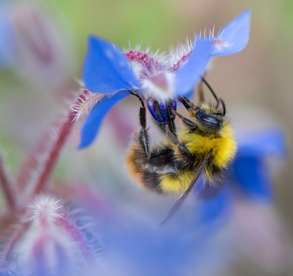 Malta withNature2020 | BirdLife Malta