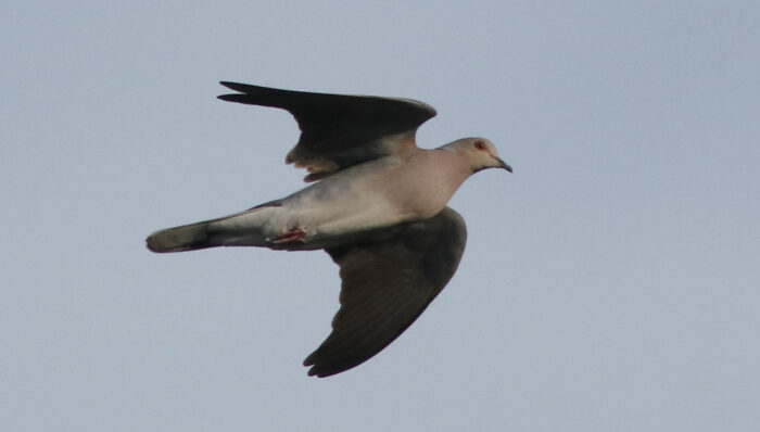 The turtle-dove – the epitome of the magical spring season! | BirdLife ...