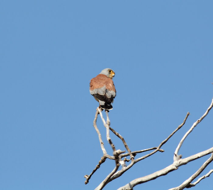 The spring raptor migration in the Maltese Islands | BirdLife Malta