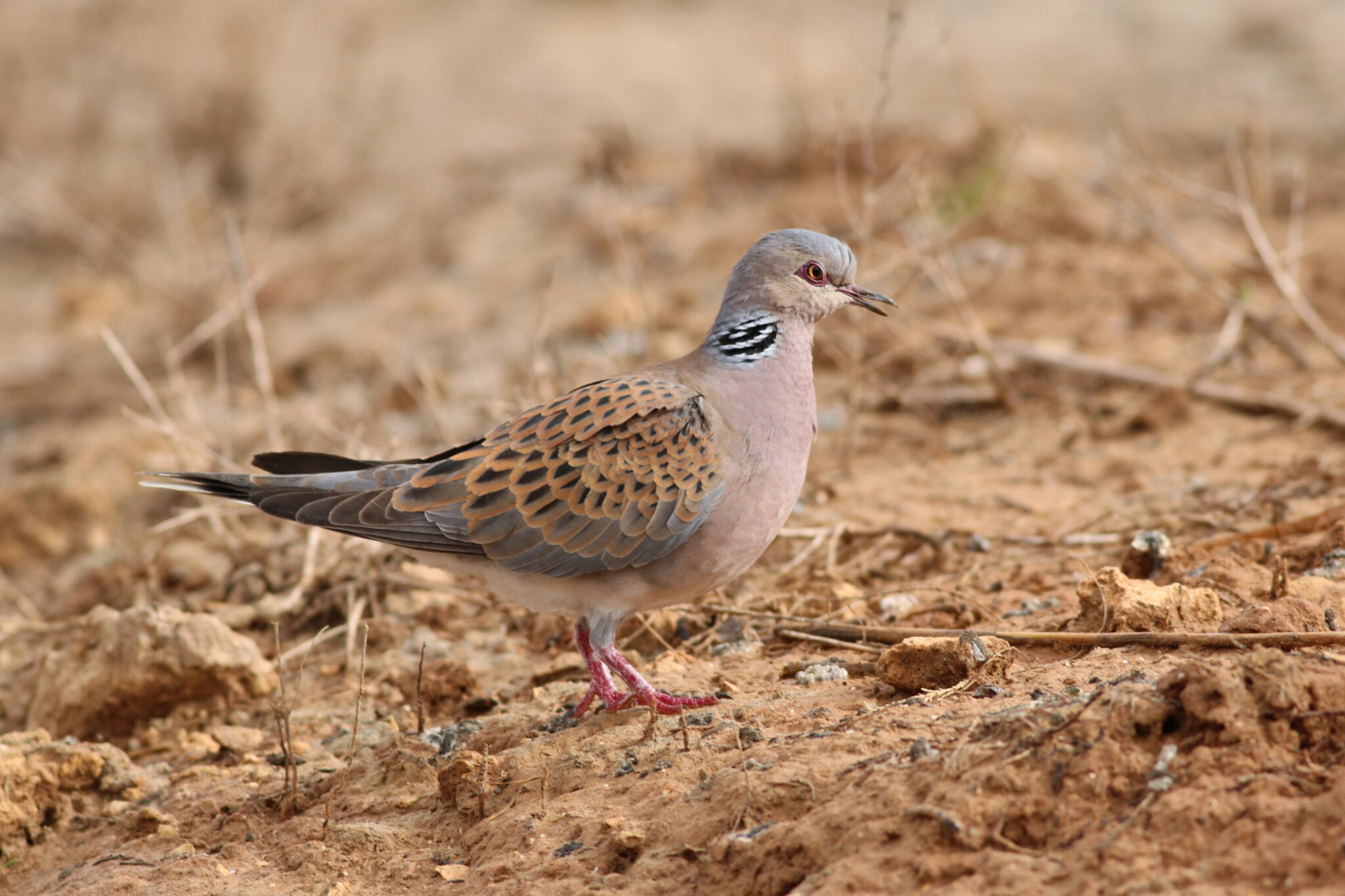 Enjoying bird migration | BirdLife Malta