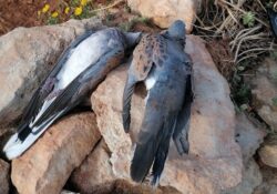 Home - BirdLife Malta