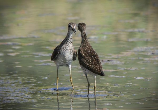 Salina Nature Reserve : BirdLife Malta