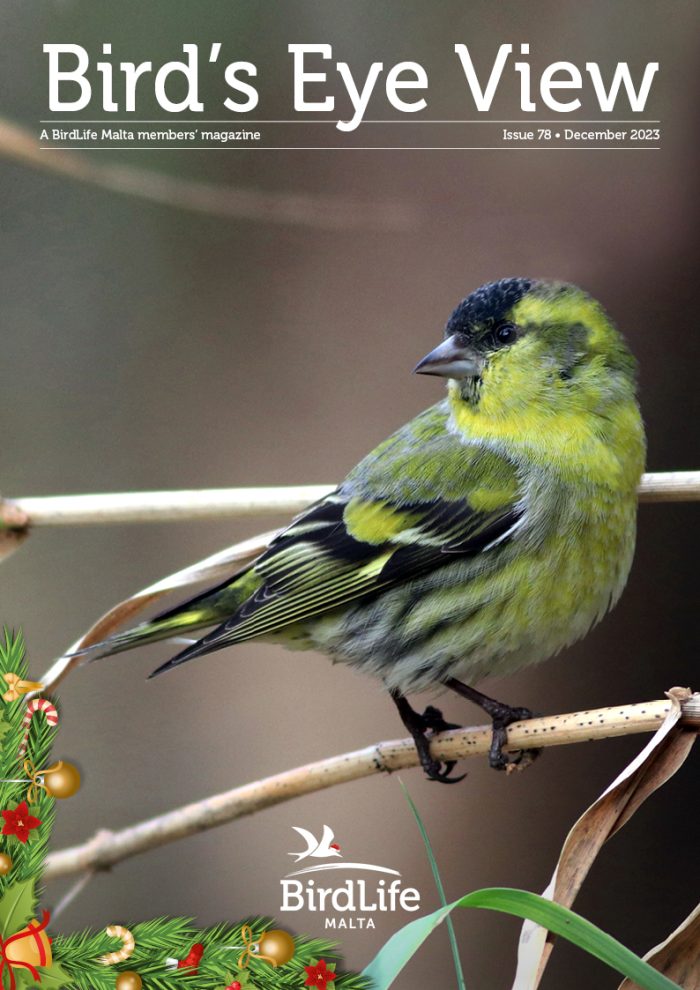 Bird’s Eye View : BirdLife Malta