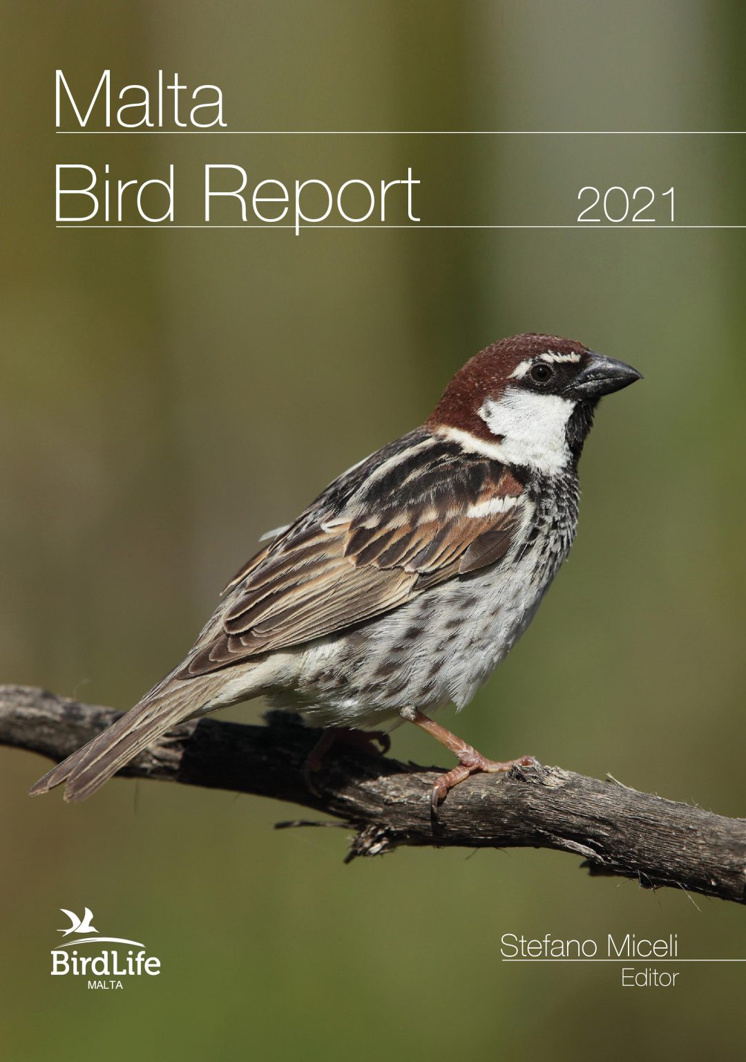 Malta Bird Report : BirdLife Malta