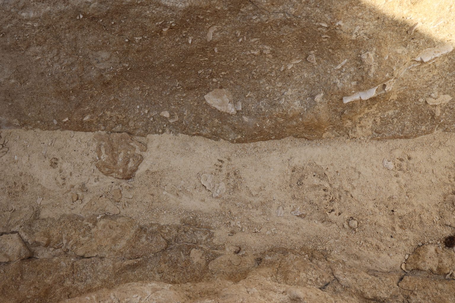 LIFE Tetide | BirdLife Malta