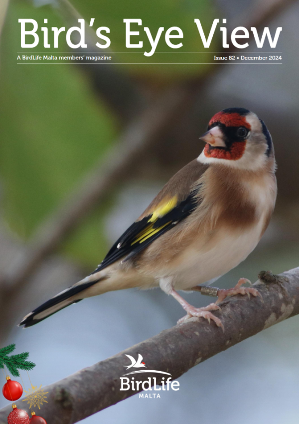 Bird's Eye View | BirdLife Malta
