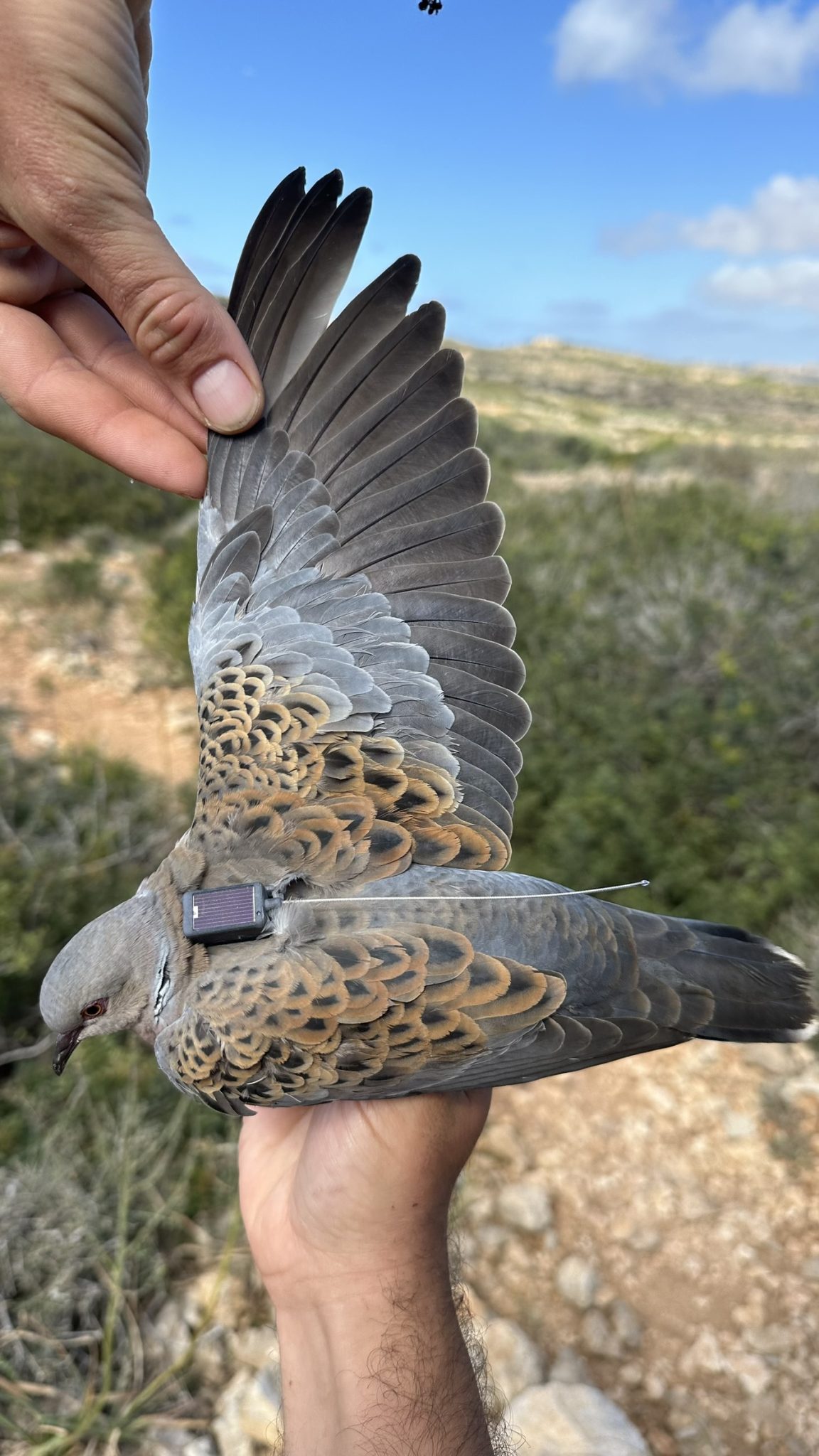 Turtle-dove May tracked from Malta to Timbuktu and back in epic 3,300km ...